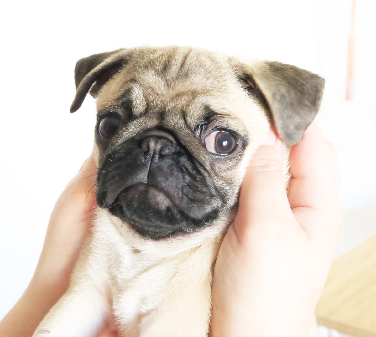 Dumbo au pays des merveilles – Mon Carlin Marty